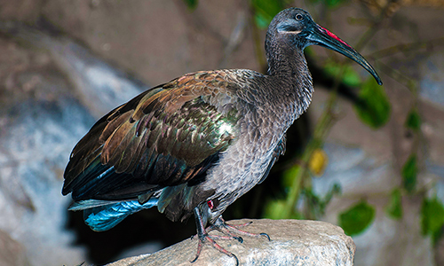 Hadada Ibis | Franklin Park Zoo