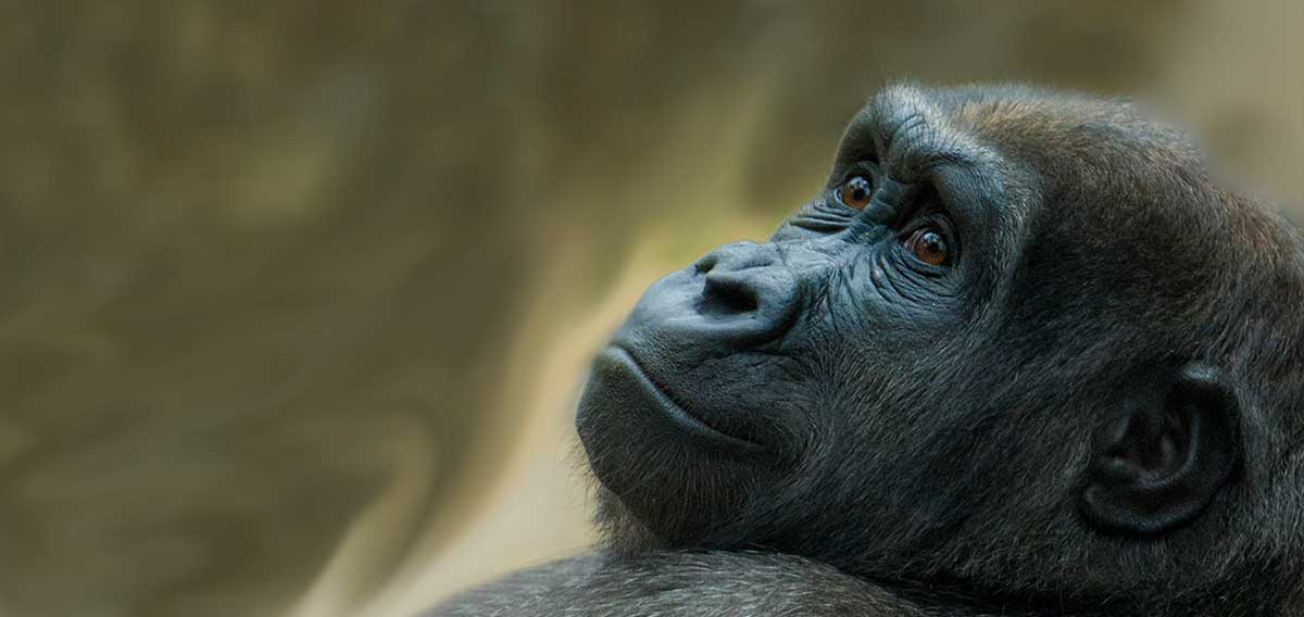 Zoo New England | Franklin Park Zoo and Stone Zoo