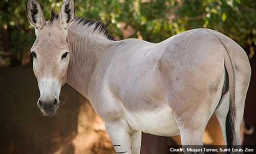 Somali Wild Ass | Franklin Park Zoo