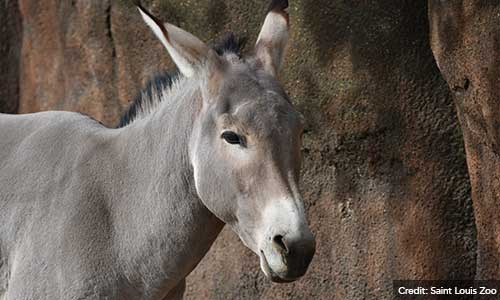 Somali Wild Ass | Franklin Park Zoo