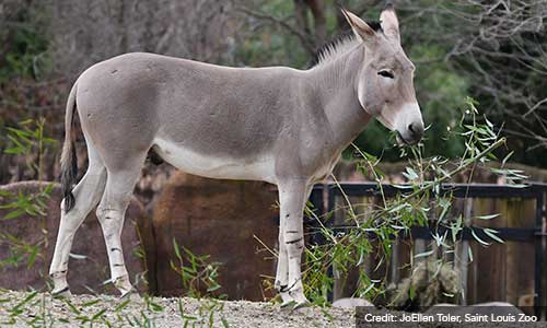 Somali Wild Ass | Franklin Park Zoo