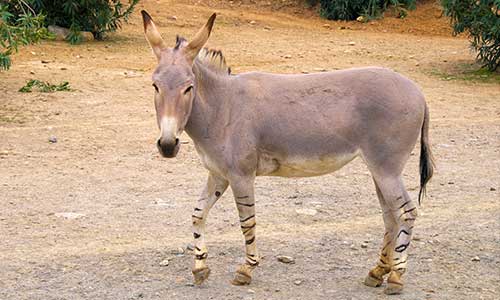 Somali Wild Ass | Franklin Park Zoo