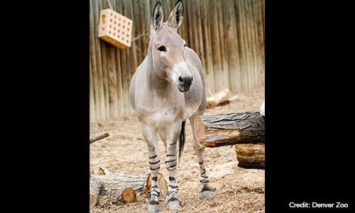 Somali Wild Ass | Franklin Park Zoo