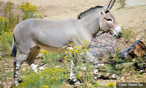 Somali Wild Ass | Franklin Park Zoo