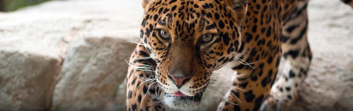 Plan a Visit to Stone Zoo in Stoneham, MA | Zoo New England