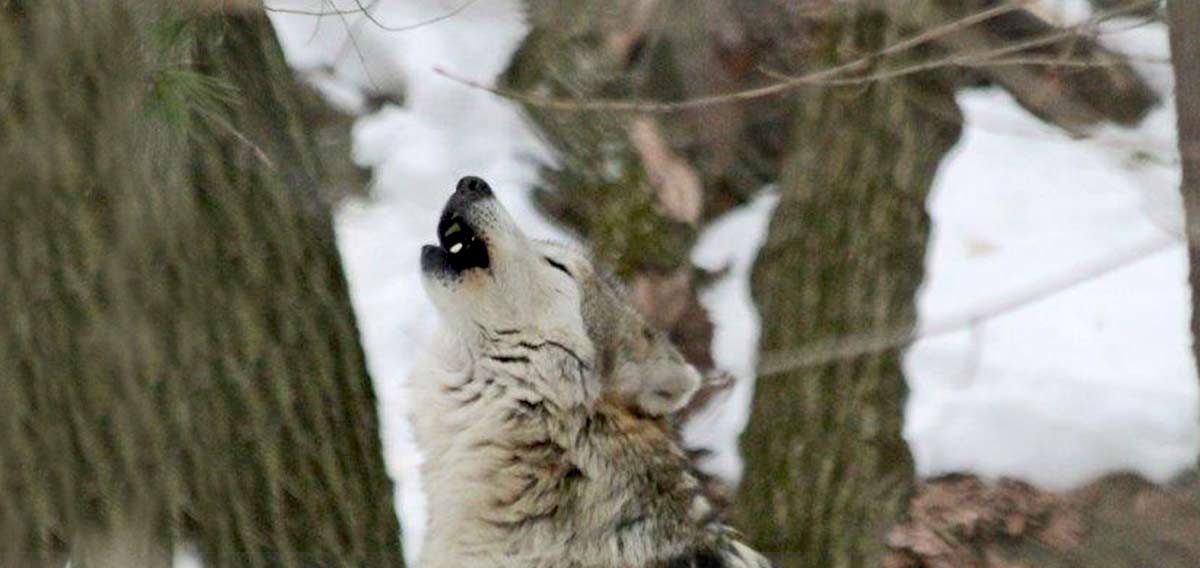 Zoo New England | Franklin Park Zoo and Stone Zoo