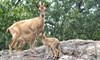 Markhor | Stone Zoo