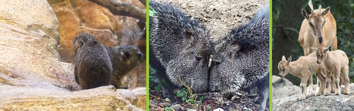 Plan a Visit to Stone Zoo in Stoneham, MA | Zoo New England