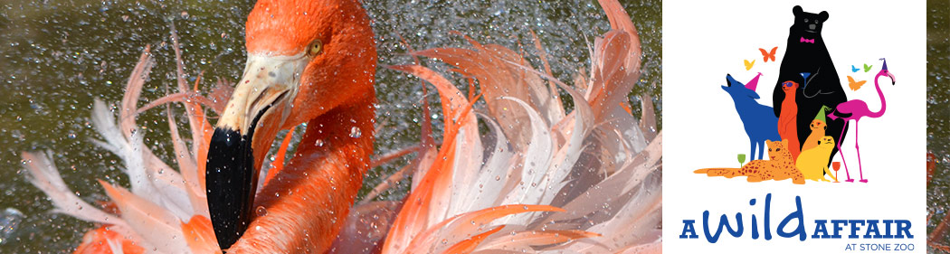 Red Panda | Franklin Park Zoo